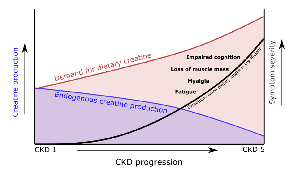TODO SOBRE LA CREATINA. LA GUÍA DEFINITIVA (PARTE III) - Crown Sport ...
